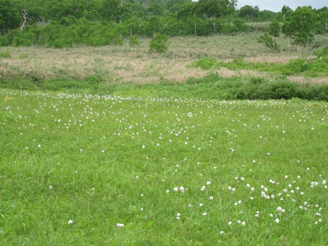 雨竜沼湿原2015 - niwacchi.log