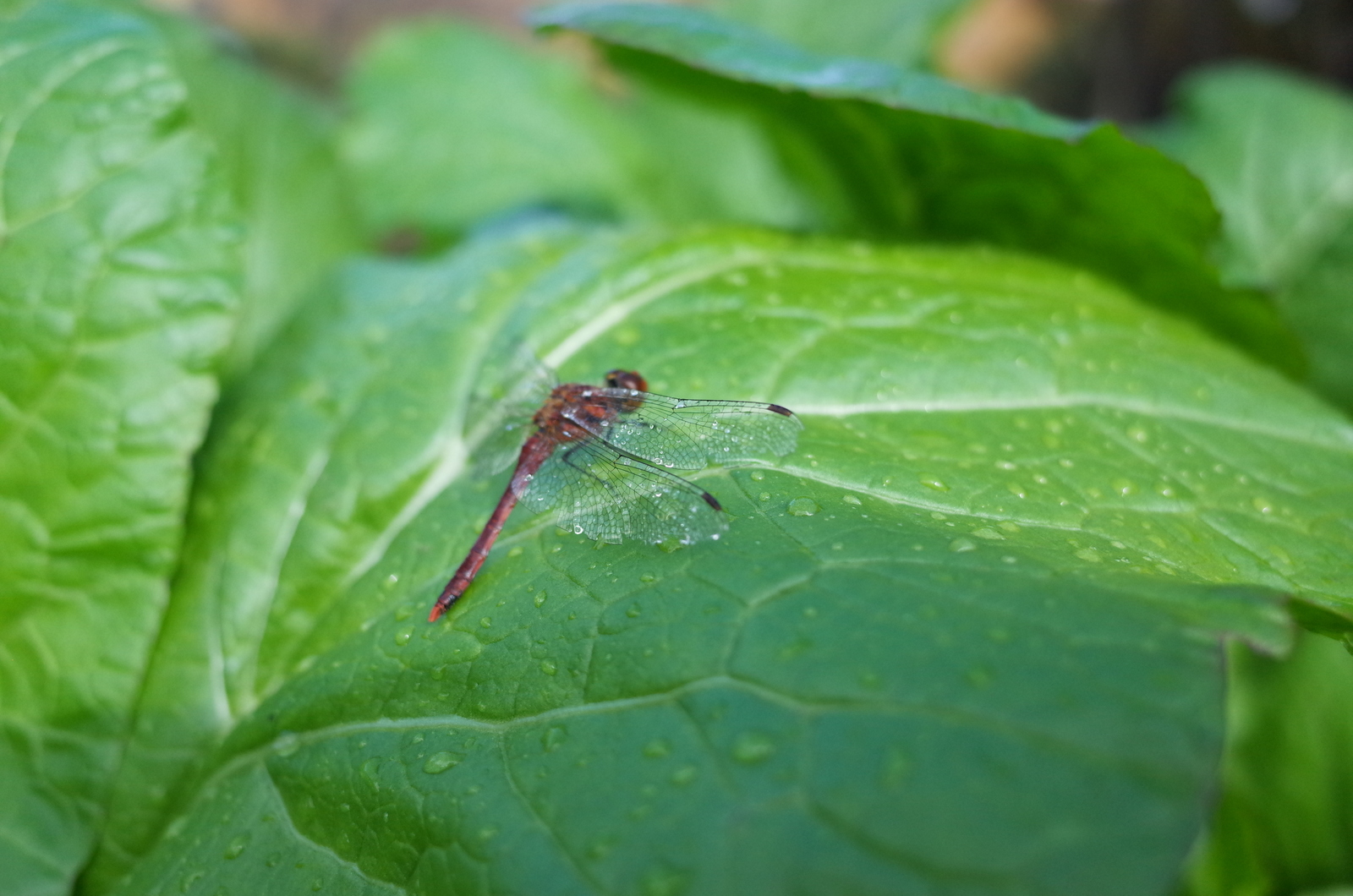 #0092 義父が畑で育てている無農薬野菜をRICOH GRで撮る。 - GRすきゃん｜RICOH GRで撮る日常