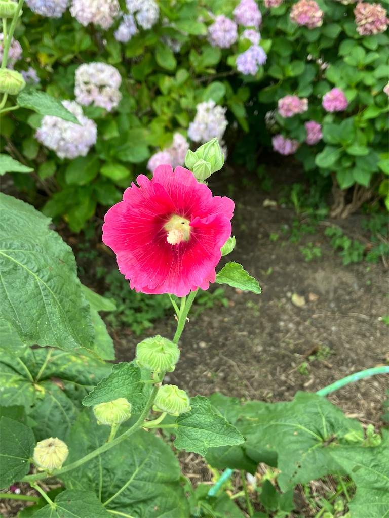 そろそろグループホームへ - にんち笑 ニコニコ あはは