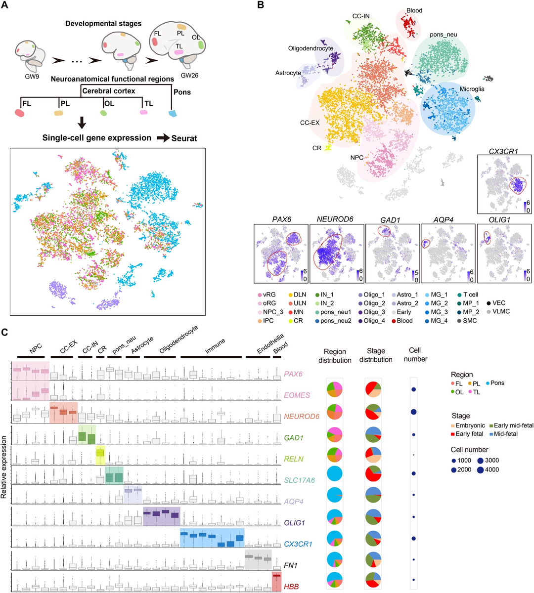 Single-cell transcriptome analysis reveals cell lineage specification ...
