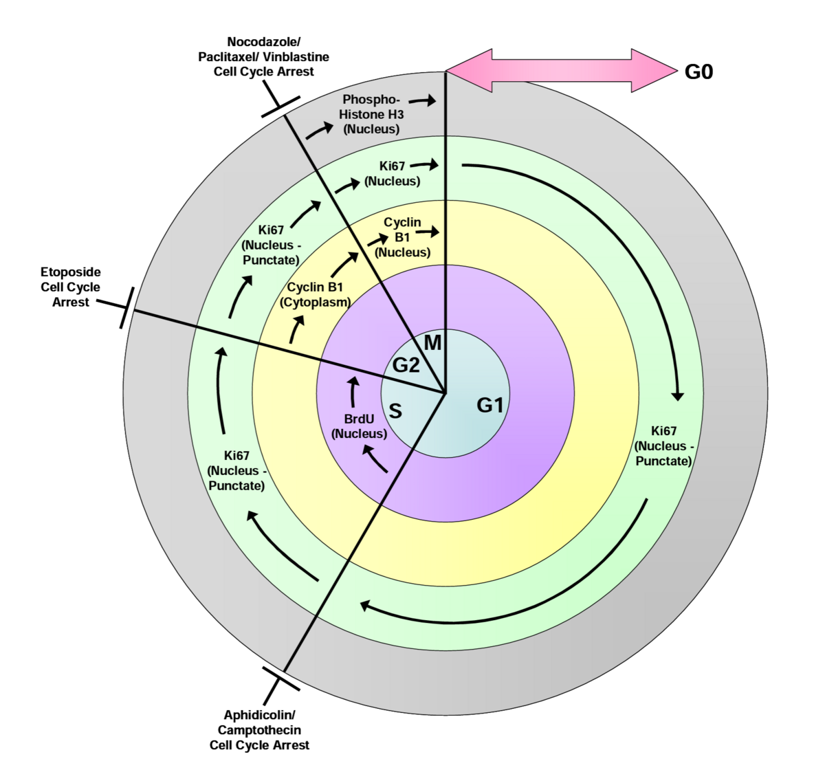 Mitotic marker (Ph3, Ki-67, Brdu, cell cycle exit) - AdwardsK’s blog