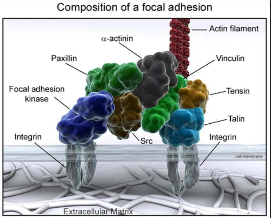 Integrin pathway - AdwardsK’s blog