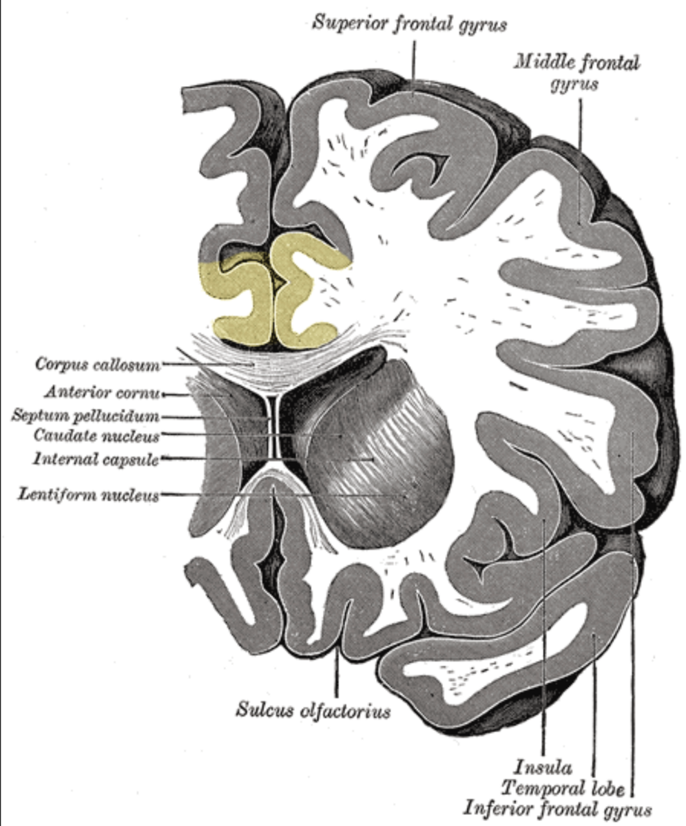 Function of striatum and basal ganglia - AdwardsK’s blog