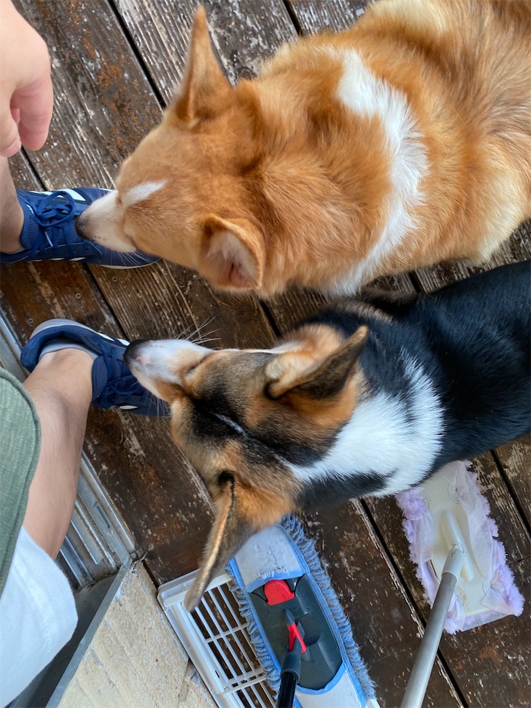 Agorophiusのおもしろいブログ