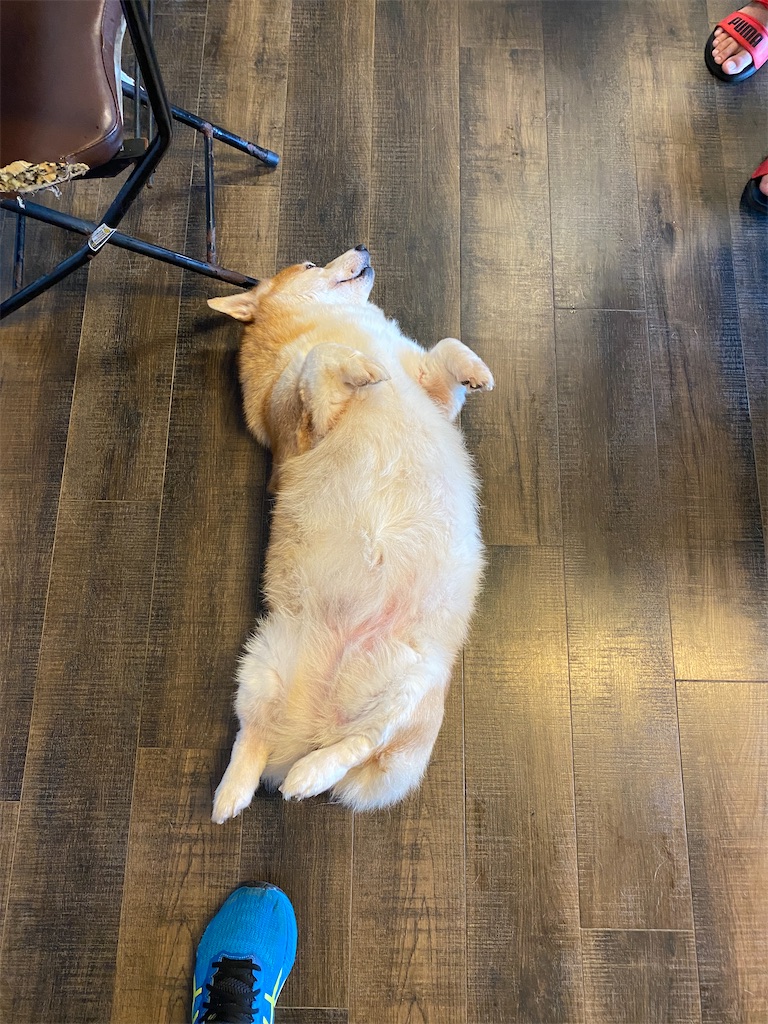 Agorophiusのおもしろいブログ