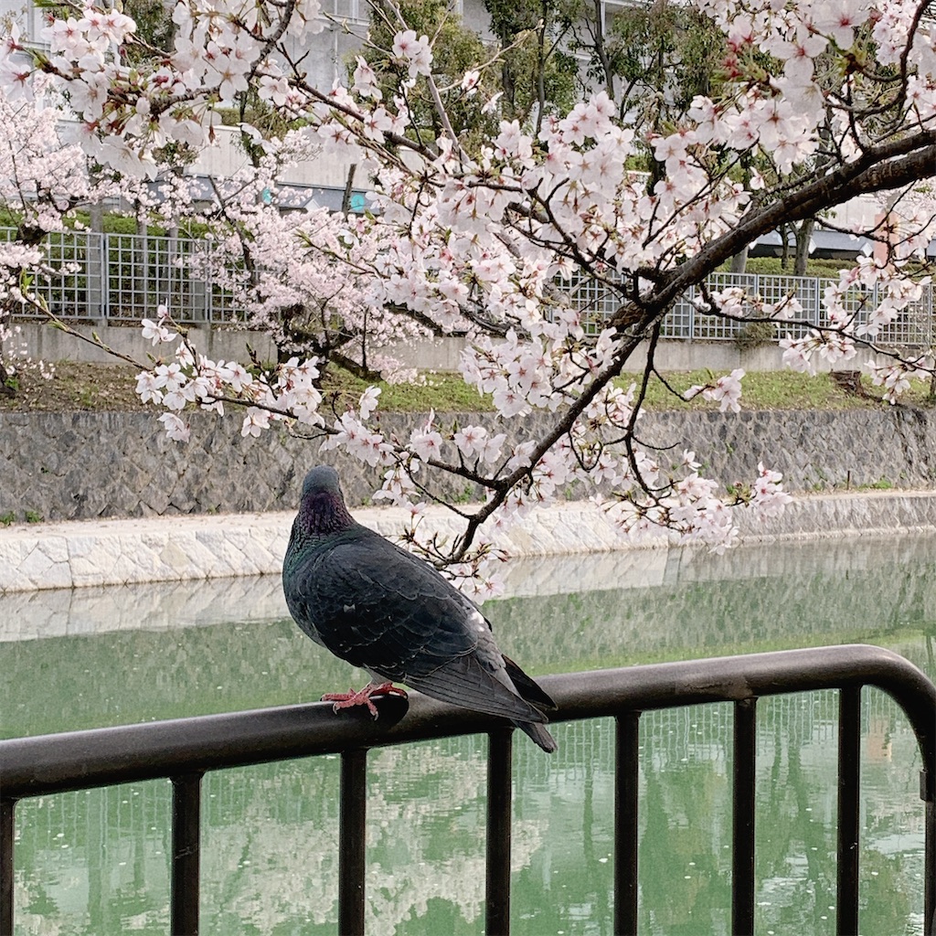 花見をしたつもり 2023 - ALRECO