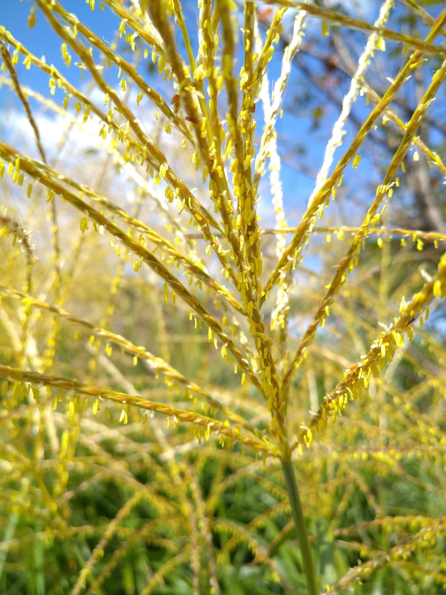 ススキ（イネ科） - 日本の植物図鑑～懐かしい草花～