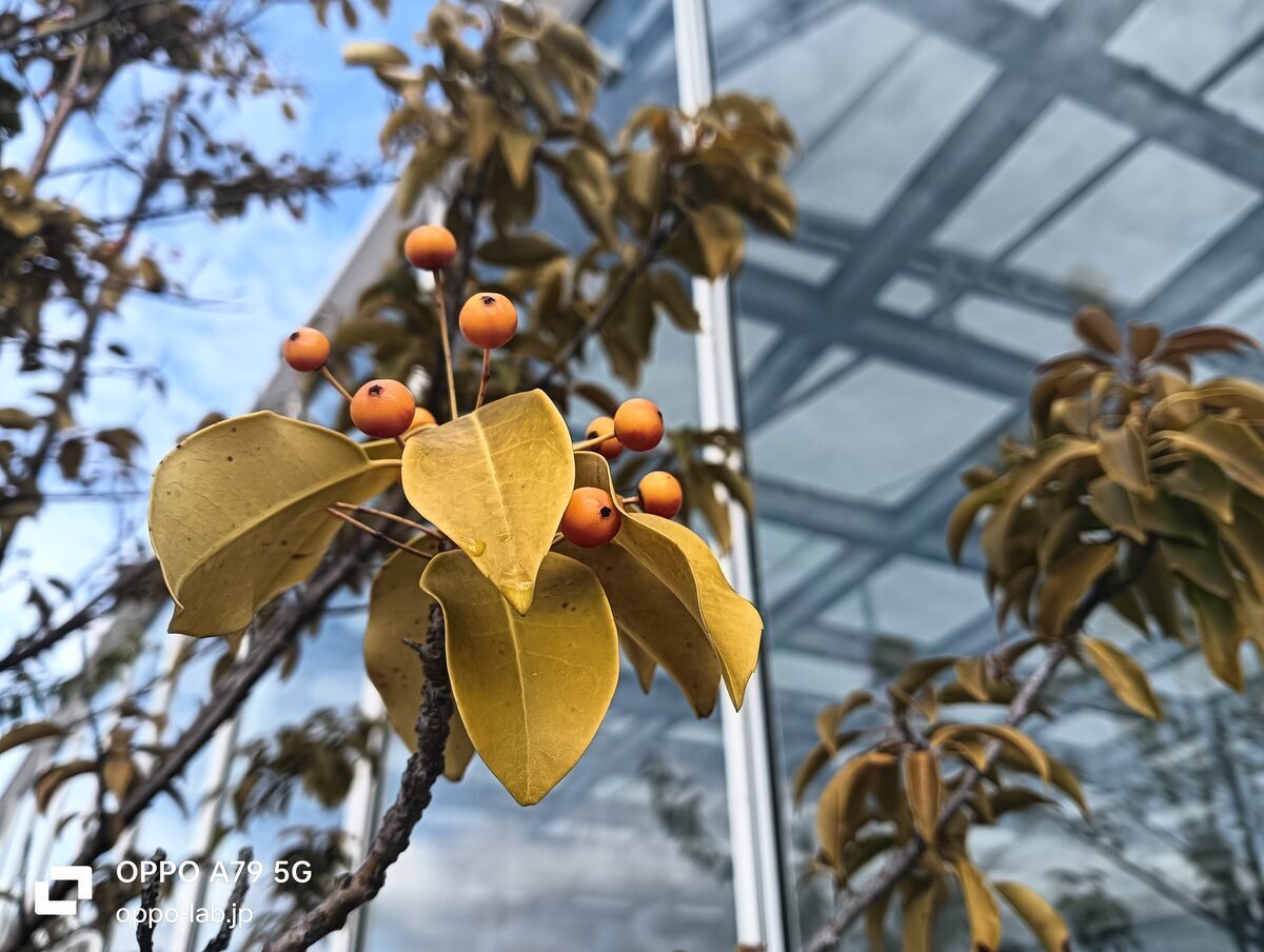 どれだけ使える？6,400円でセール中「Galaxy A23 5G」レビュー - OPPOラボ