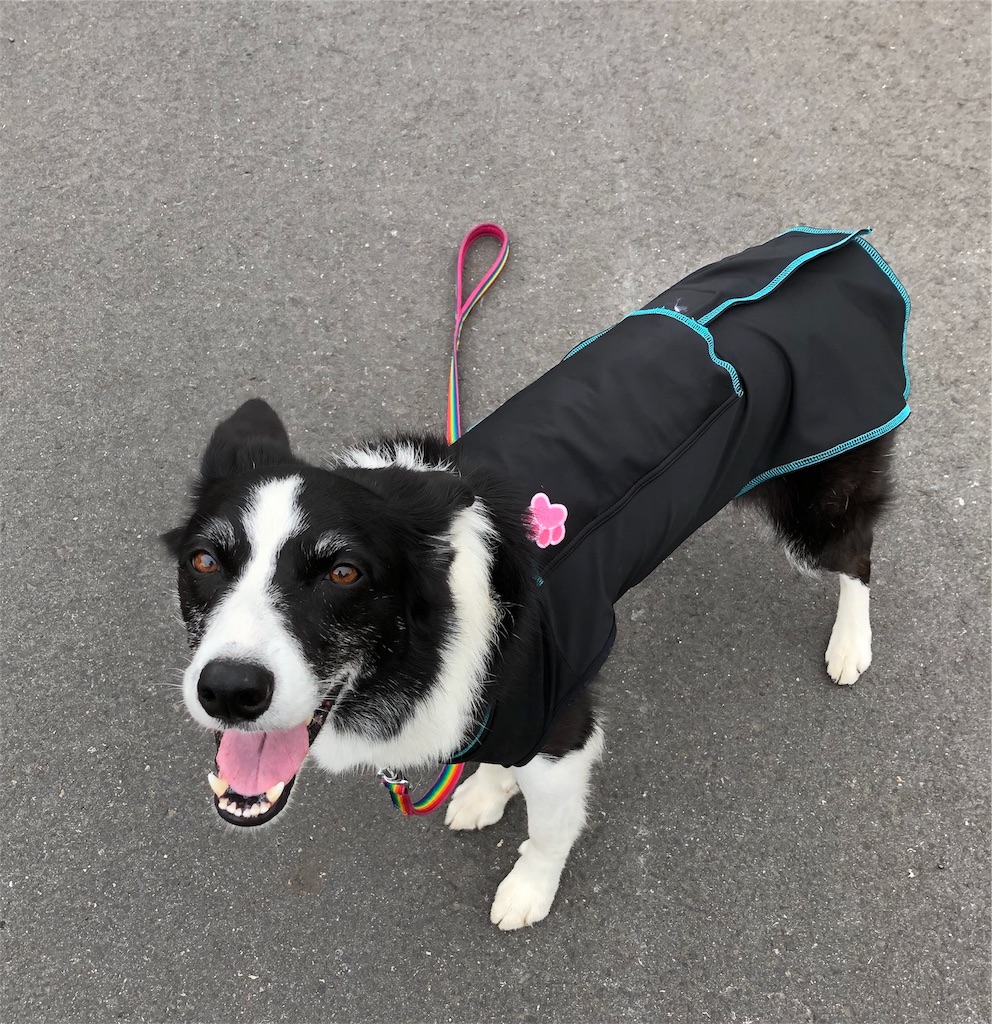 6月20日・・・BeneFab到着 - B-DOGS 食事日記