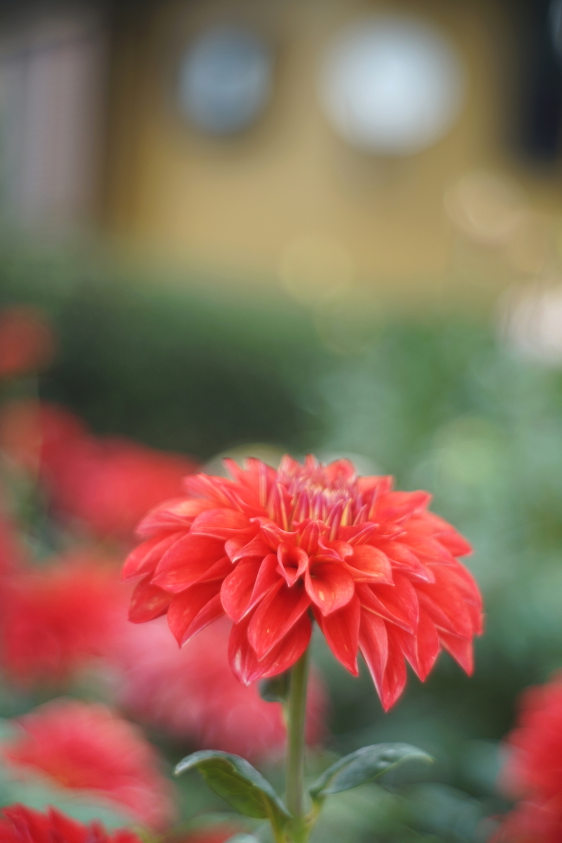 41. 「Jupiter-8 50mm f2」ボケフォト的 作例 - 「ボケフォト 大好き！」