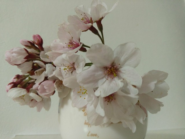 桜 - BURIMON’s blog