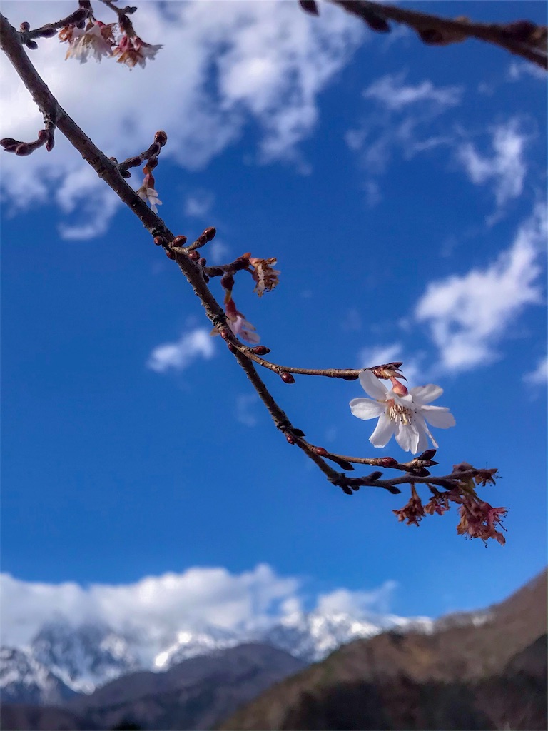 SAKURA (cherry blossoms) bloom in Autumn at Hakuba Nagano Japan ...