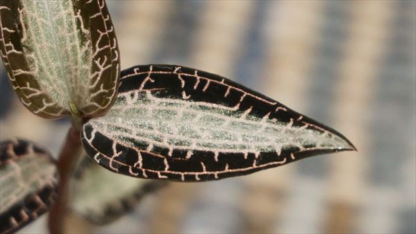 ジュエルオーキッドに必要な環境とは？ - カピタの日常