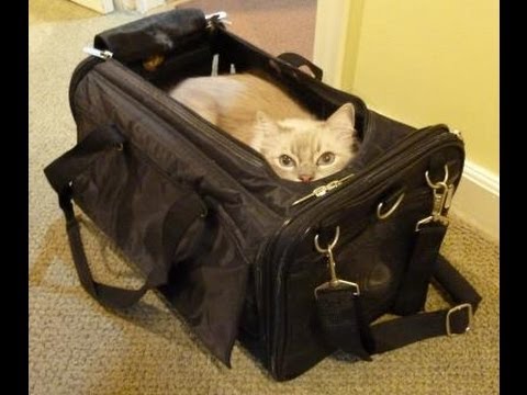 Best Cat Carriers For Nervous Cats 2018 [Reviews & Guide ...