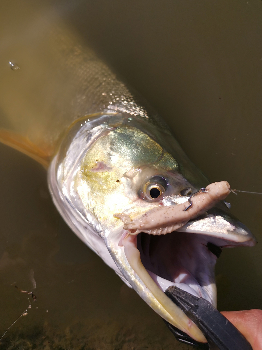 魚種>>003: イエローチーク（ Elopichthys bambusa ） - 中国管釣り情報〜ルアーで釣っちゃいな〜