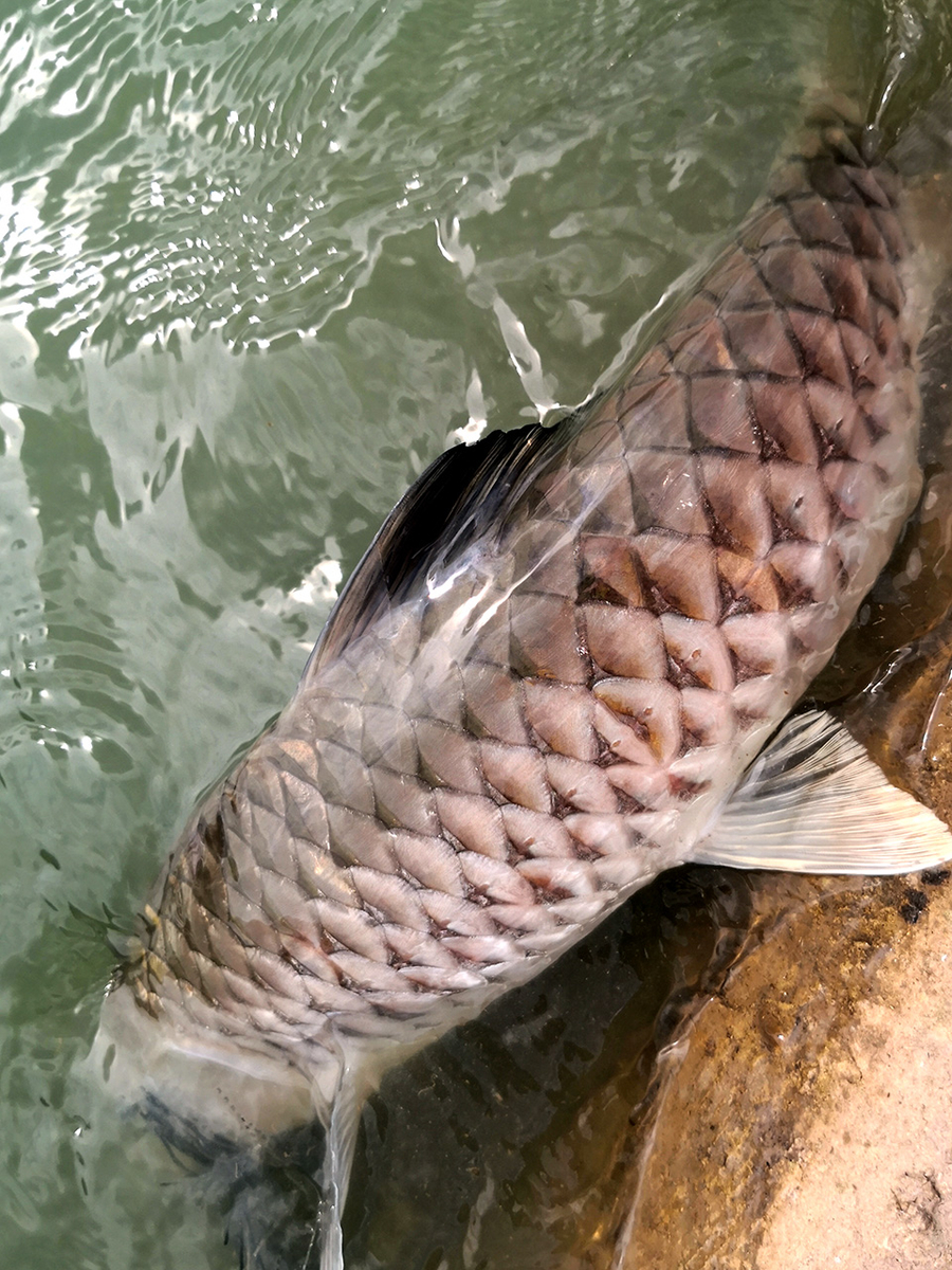 魚種>>012: スピニバルブス ホーランディ（ Spinibarbus hollandi ） - 中国管釣り情報〜ルアーで釣っちゃいな〜