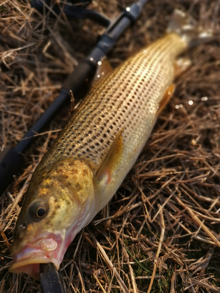 魚種>>016: ペルコサイプレス ピンジ（ Percocypris pingi ） - 中国管釣り情報〜ルアーで釣っちゃいな〜