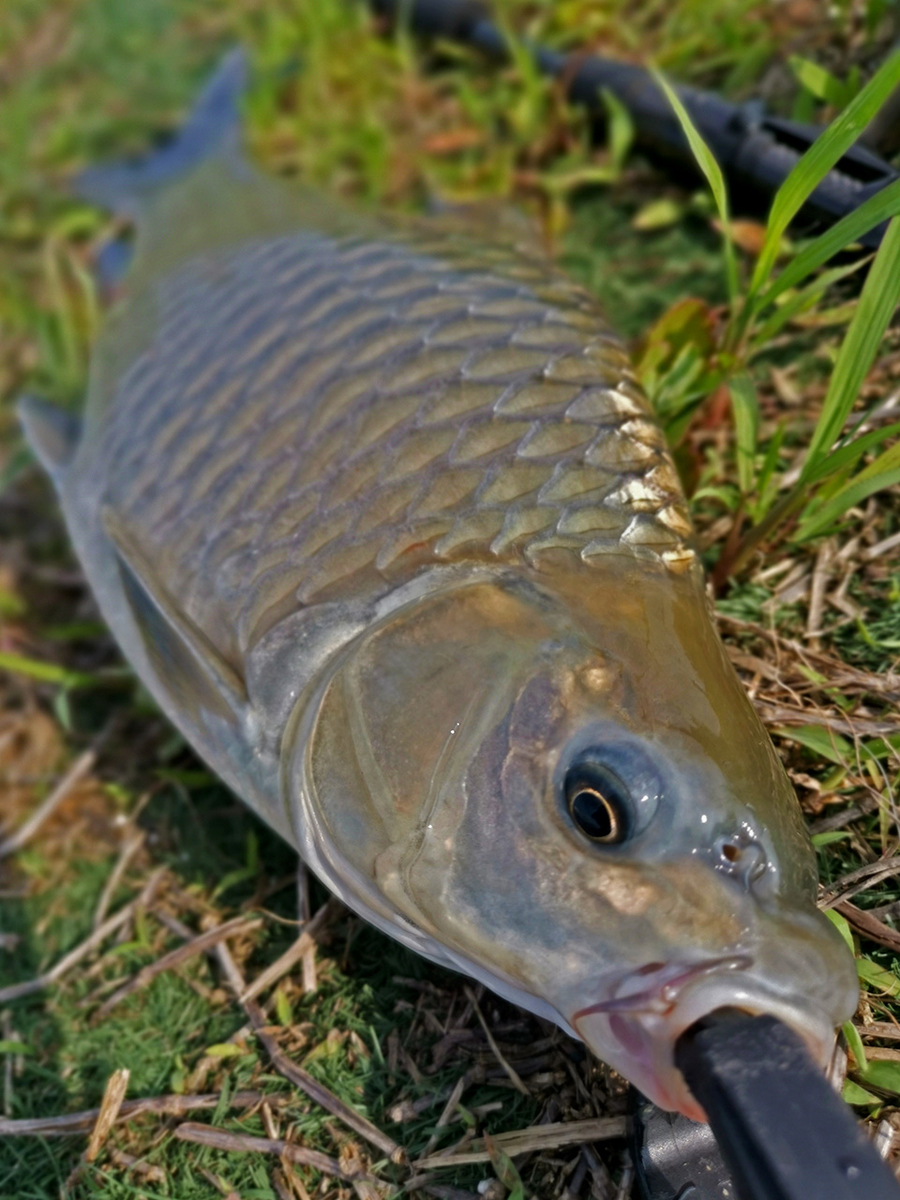魚種>>057: スピニバルブス シネンシス（ Spinibarbus sinensis ） - 中国管釣り情報〜ルアーで釣っちゃいな〜