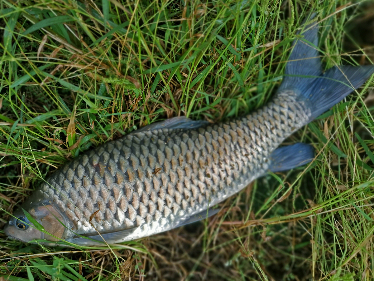 魚種>>060: スピニバルブス デンティクラトス ポリレピス（ Spinibarbus denticulatus polylepis ...