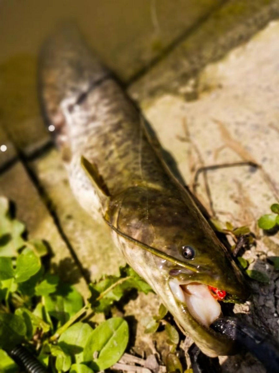 魚種>>062: ランジョウキャットフィッシュ（ Silurus lanzhouensis ） - 中国管釣り情報〜ルアーで釣っちゃいな〜