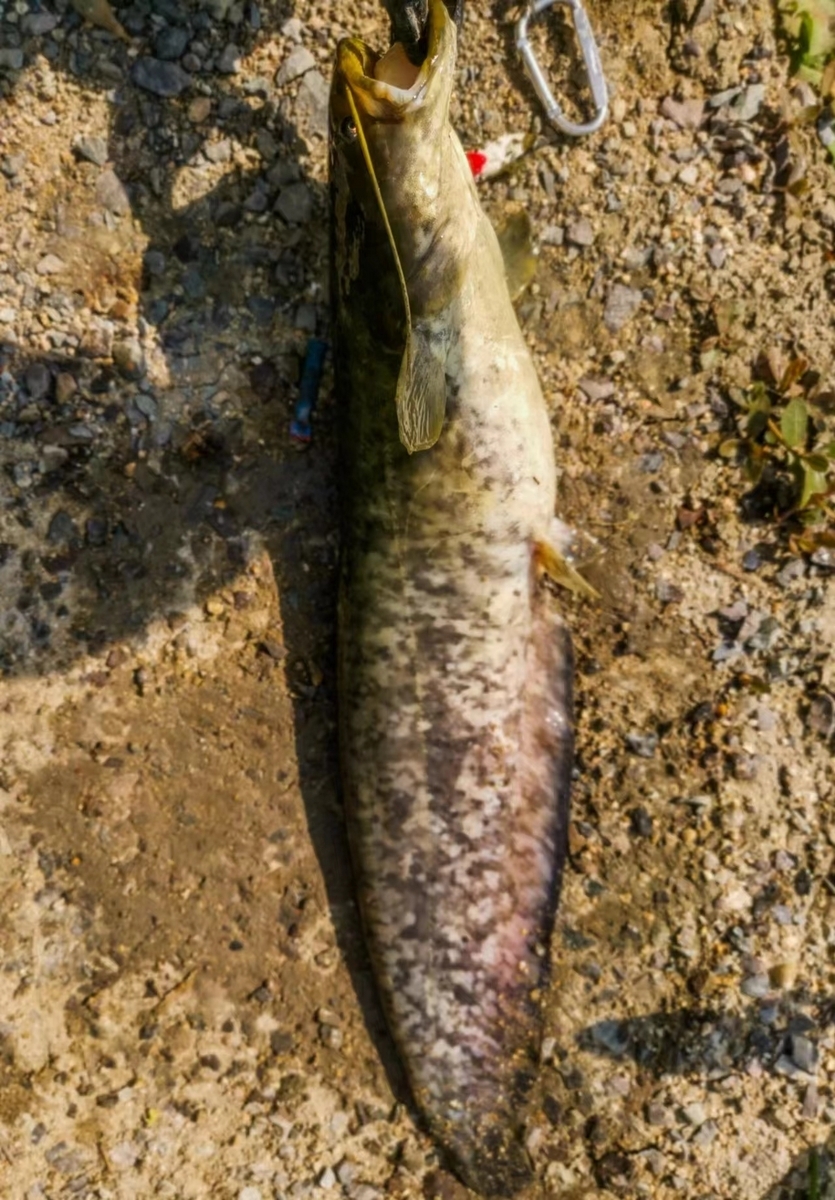 魚種>>062: ランジョウキャットフィッシュ（ Silurus lanzhouensis ） - 中国管釣り情報〜ルアーで釣っちゃいな〜