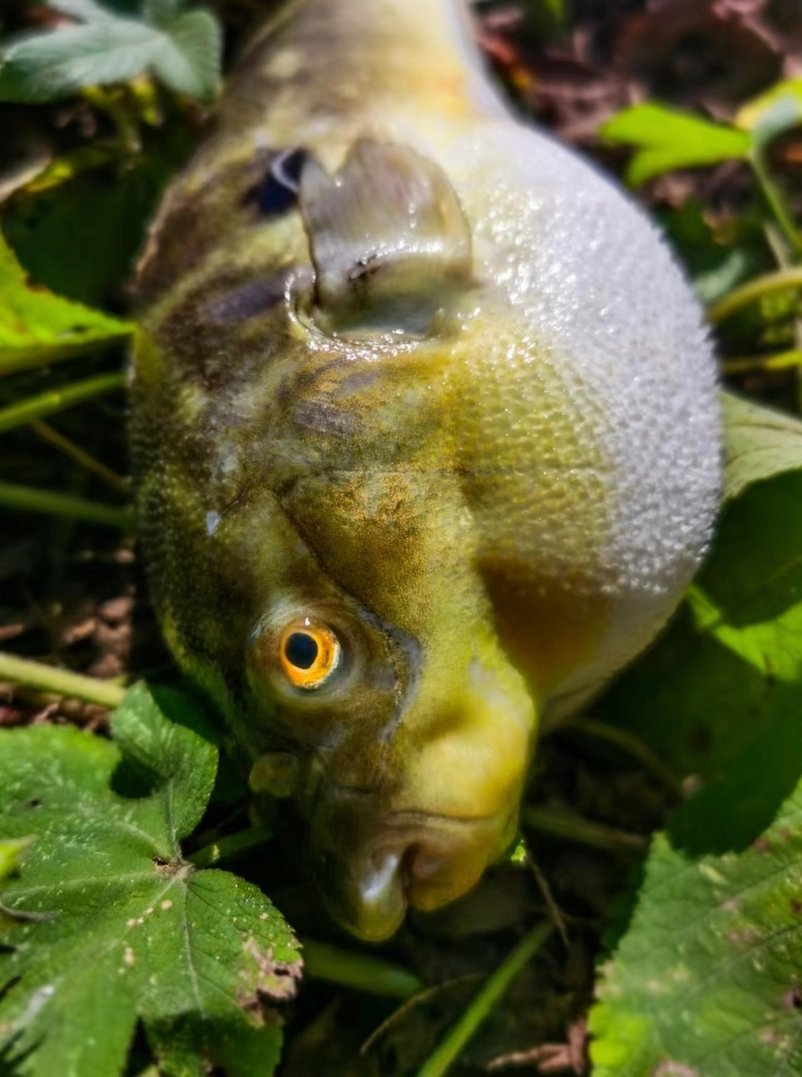 魚種>>064: タキフグ・オブスキュラス（ Fugu obscurus ） - 中国管釣り情報〜ルアーで釣っちゃいな〜