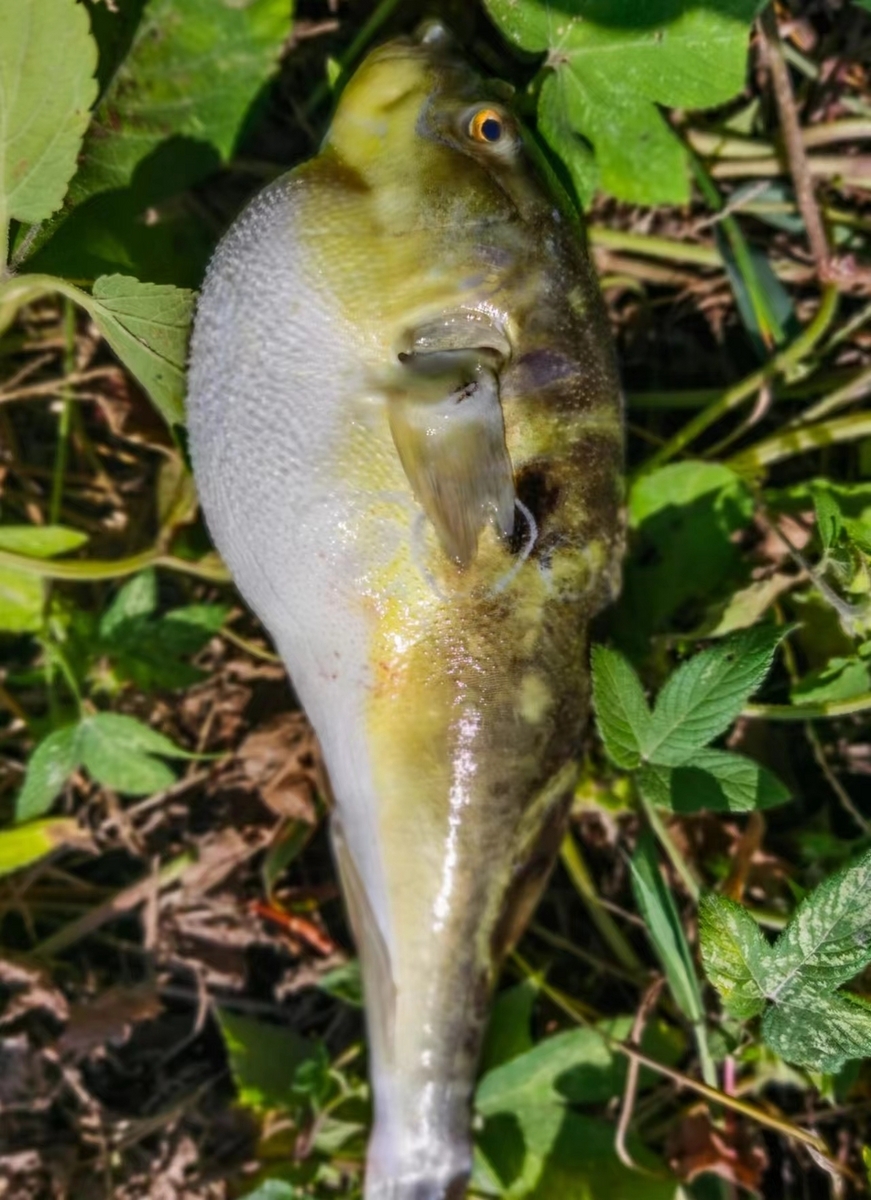 魚種>>064: タキフグ・オブスキュラス（ Fugu obscurus ） - 中国管釣り情報〜ルアーで釣っちゃいな〜