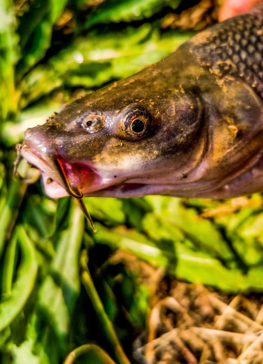 魚種>>065: アラルバーベル (Luciobarbus brachycephalus) - 中国管釣り情報〜ルアーで釣っちゃいな〜