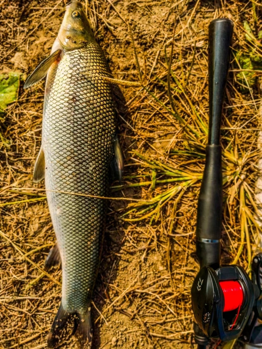 魚種>>065: アラルバーベル (Luciobarbus brachycephalus) - 中国管釣り情報〜ルアーで釣っちゃいな〜