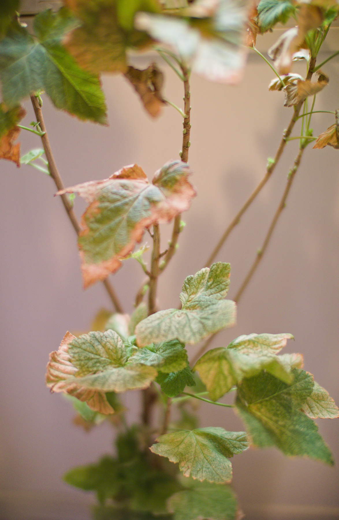 ブラックカラントは、なかなかに - Foto Anthem