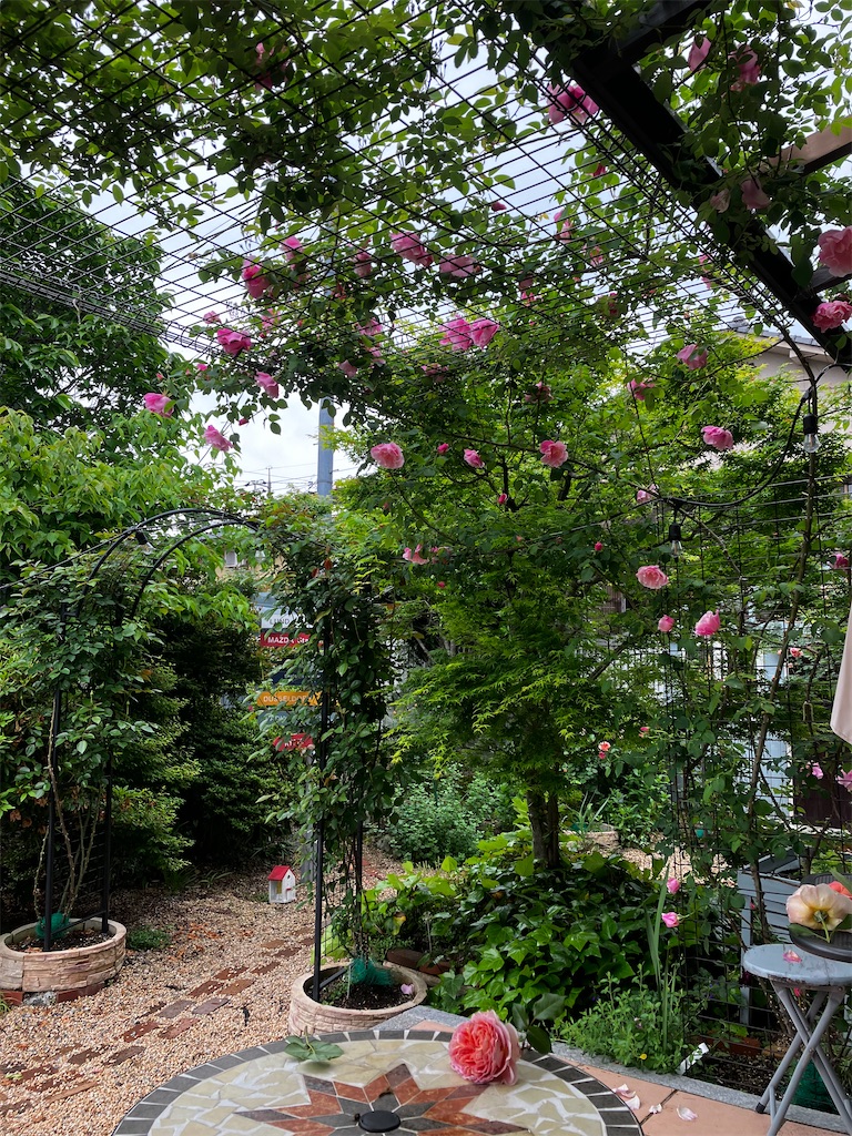 薔薇シーズンスタート - ダビンチ工房 製作記録