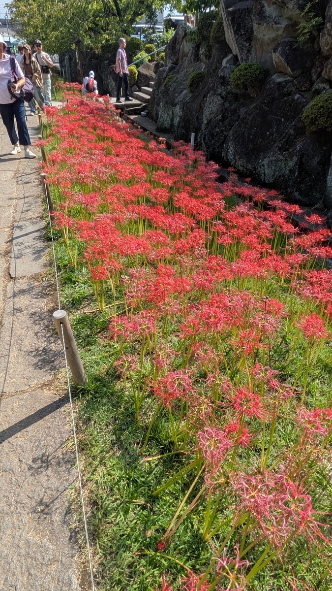 A Visit to the Saihou-ji Temple - Echo's Diary