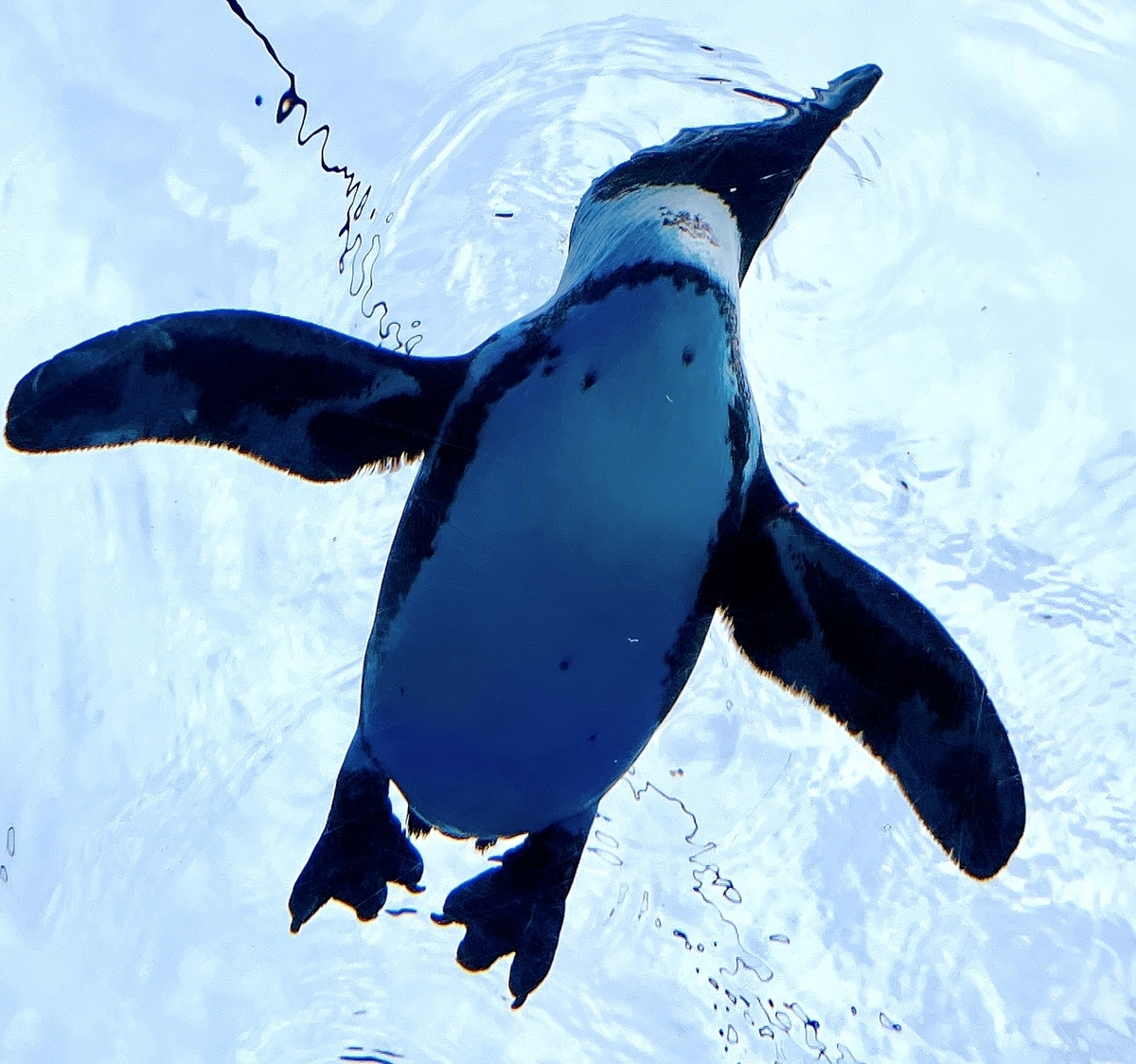 LightGBM ~回帰問題~ - ITエンジニア ノイのブログ