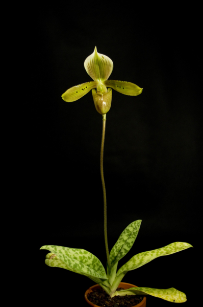 Paph. tonsum 'RoyalStone' × 'K-2' - F55B5511's diary