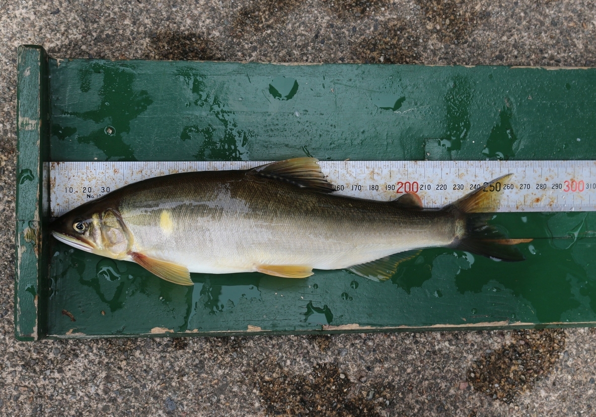 2023年間大物賞エントリー - 福福NEWS