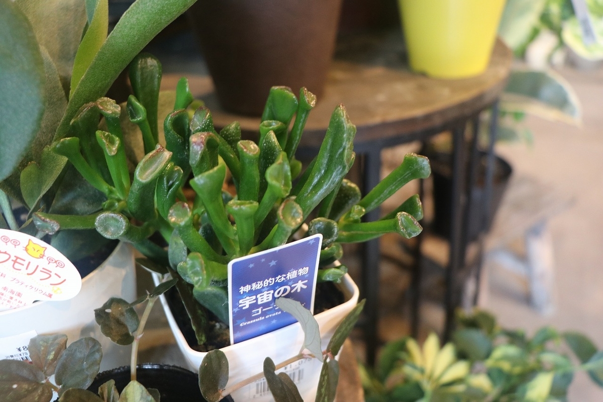 アガベや観葉植物などいろいろ入荷♪ - GP-Yamacho