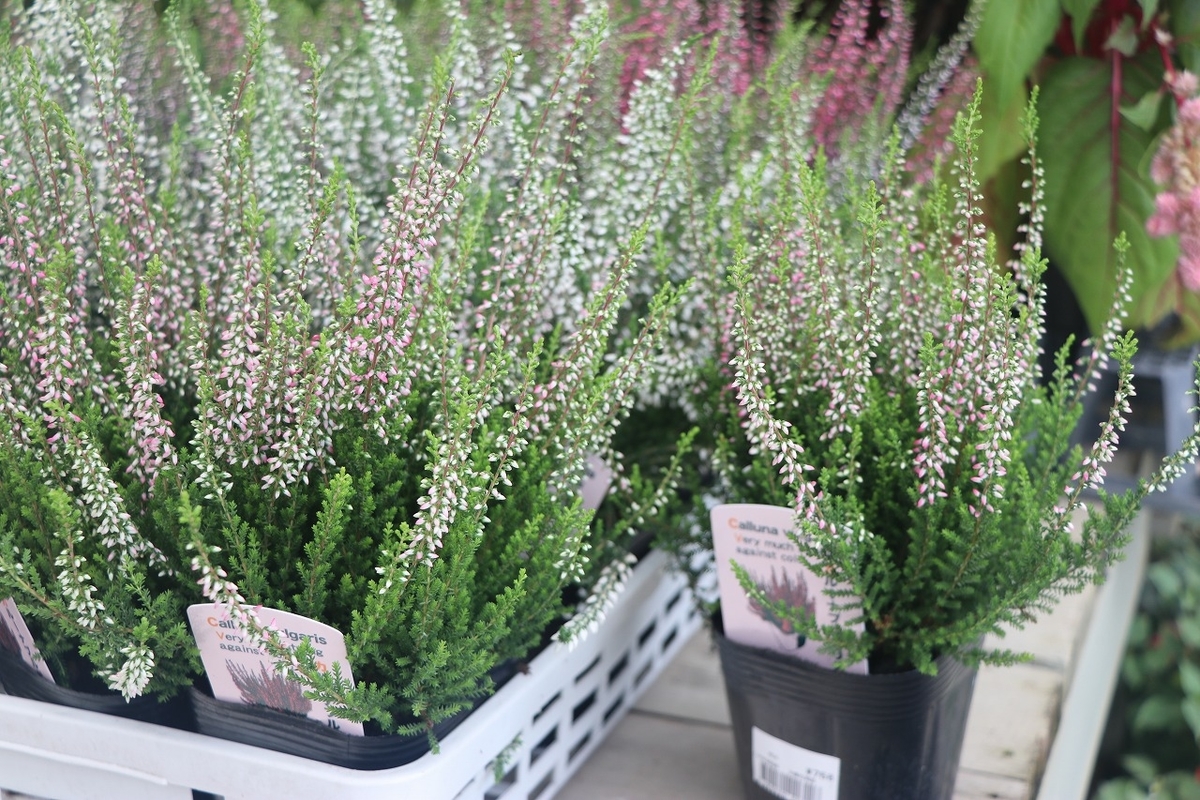 入荷情報 9月3週目！ 外の植物を紹介！ - GP-Yamacho