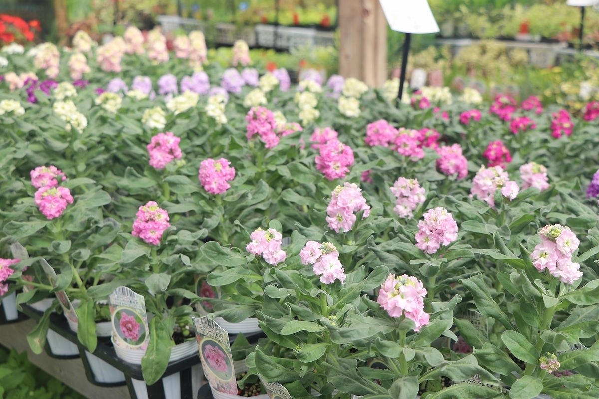 入荷情報 9月3週目！ 外の植物を紹介！ - GP-Yamacho