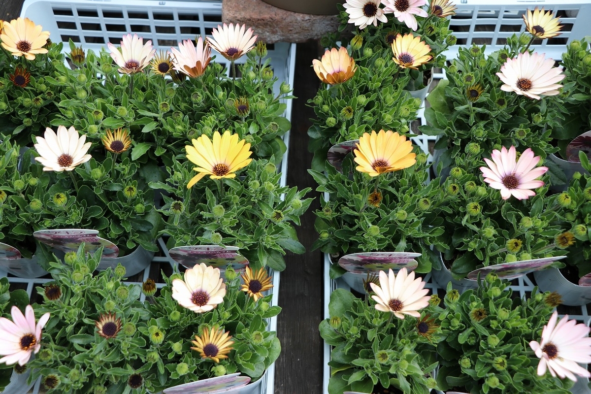 直営農場産！オステオスペルマム！ブルーアイビューティーや3D！ - GP-Yamacho