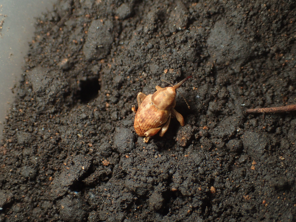 冬越し3回：コナラシギゾウムシ - 東京昆虫館のブログ