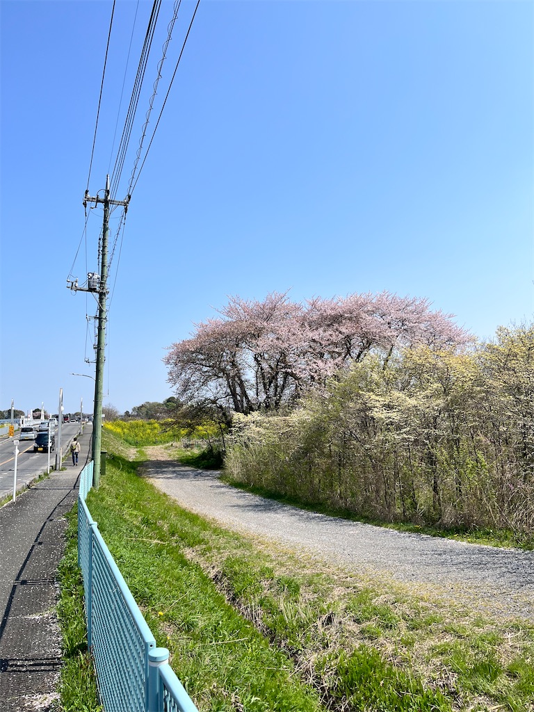 今年最後の桜パトロールランは見沼代用水で桜吹雪 - 旅に出たり、走ったり、旅に出て走ったり