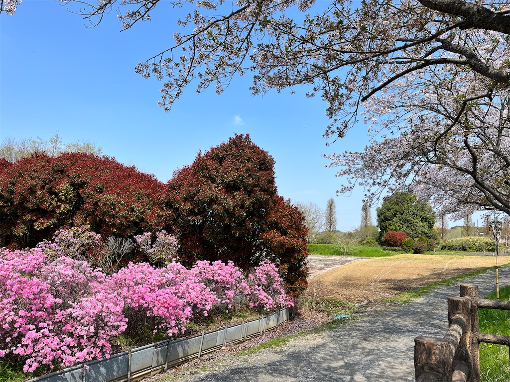 今年最後の桜パトロールランは見沼代用水で桜吹雪 - 旅に出たり、走ったり、旅に出て走ったり
