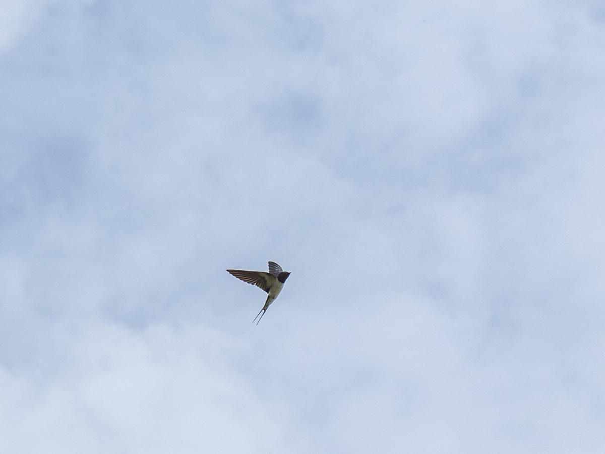 空飛ぶツバメを力づくで撮影・・。 - 山と写真と毎日と