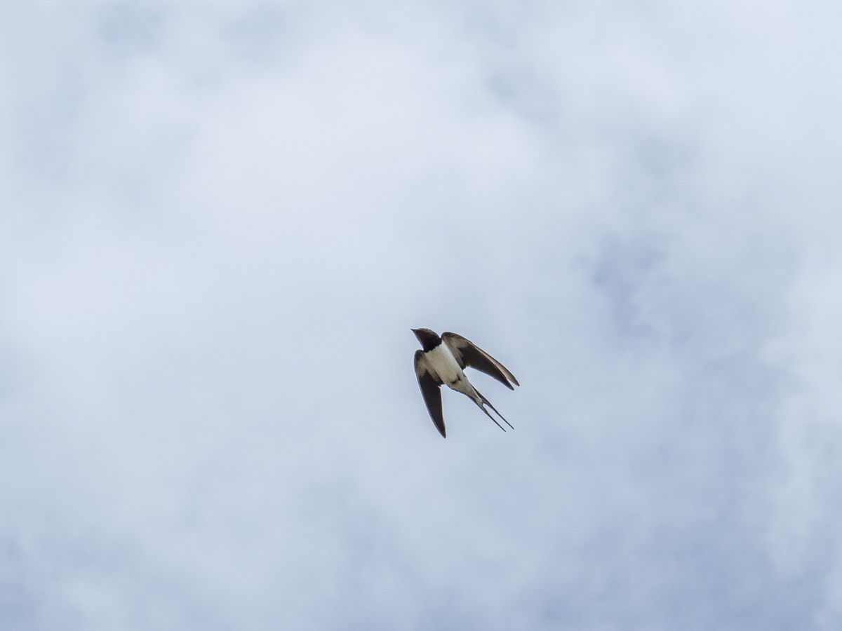 空飛ぶツバメを力づくで撮影・・。 - 山と写真と毎日と