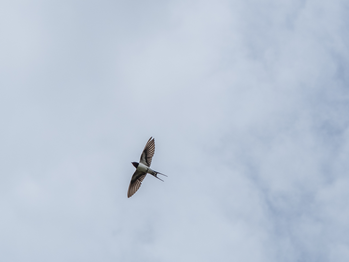空飛ぶツバメを力づくで撮影・・。 - 山と写真と毎日と