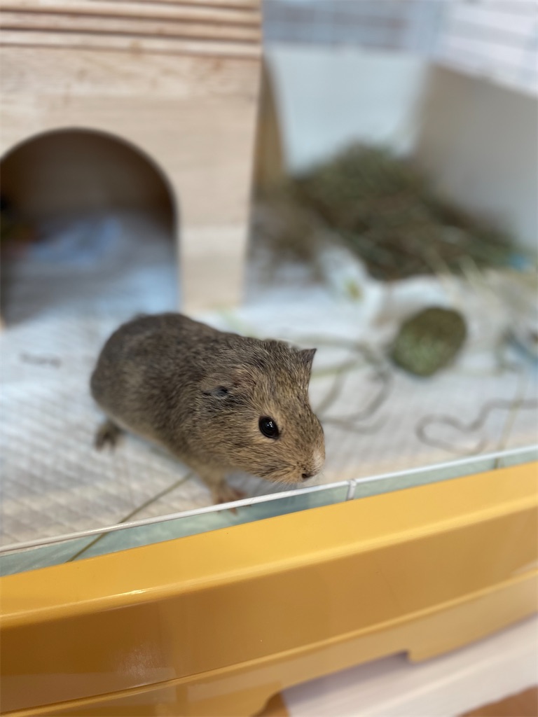 モルモットが可愛すぎる！ - HamUsa’s diary