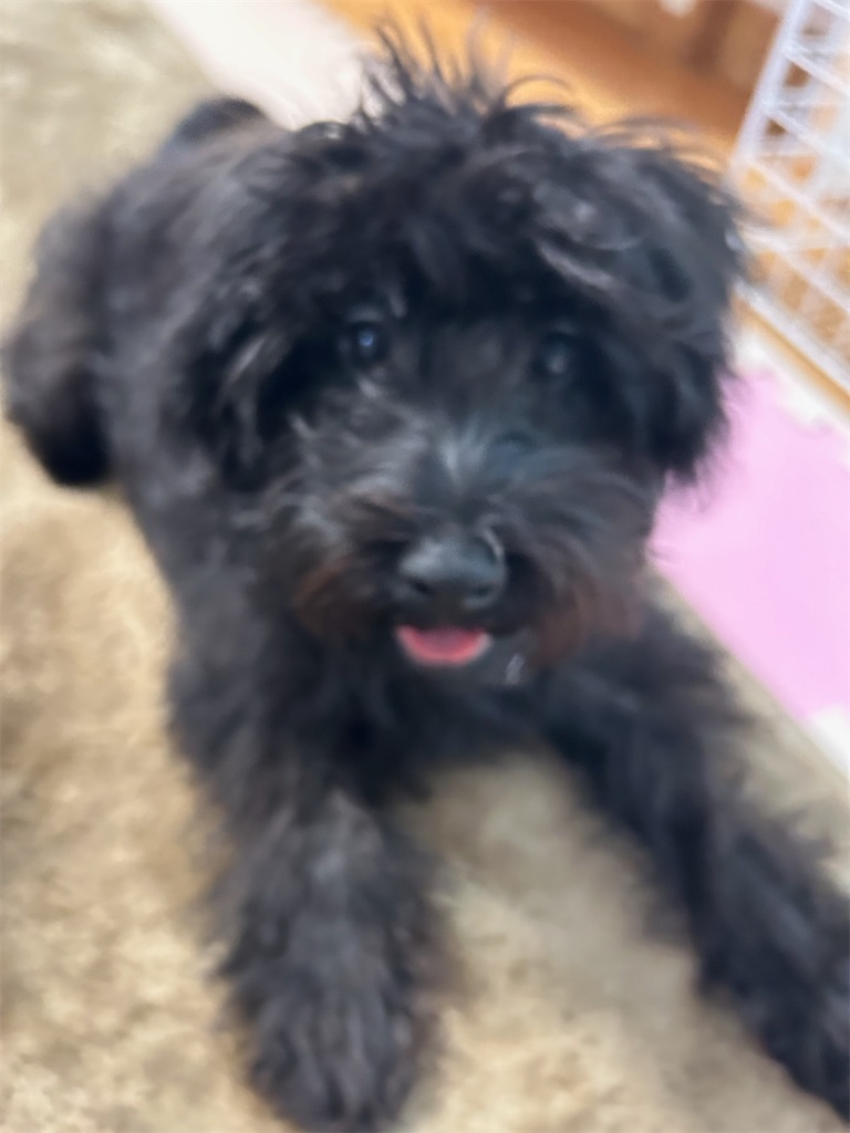 今年は新しい事尽くめ！ - HamUsa’s diary