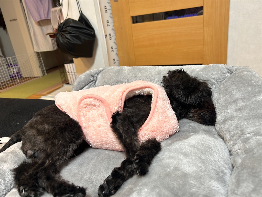 ワンコも衣替え - HamUsa’s diary