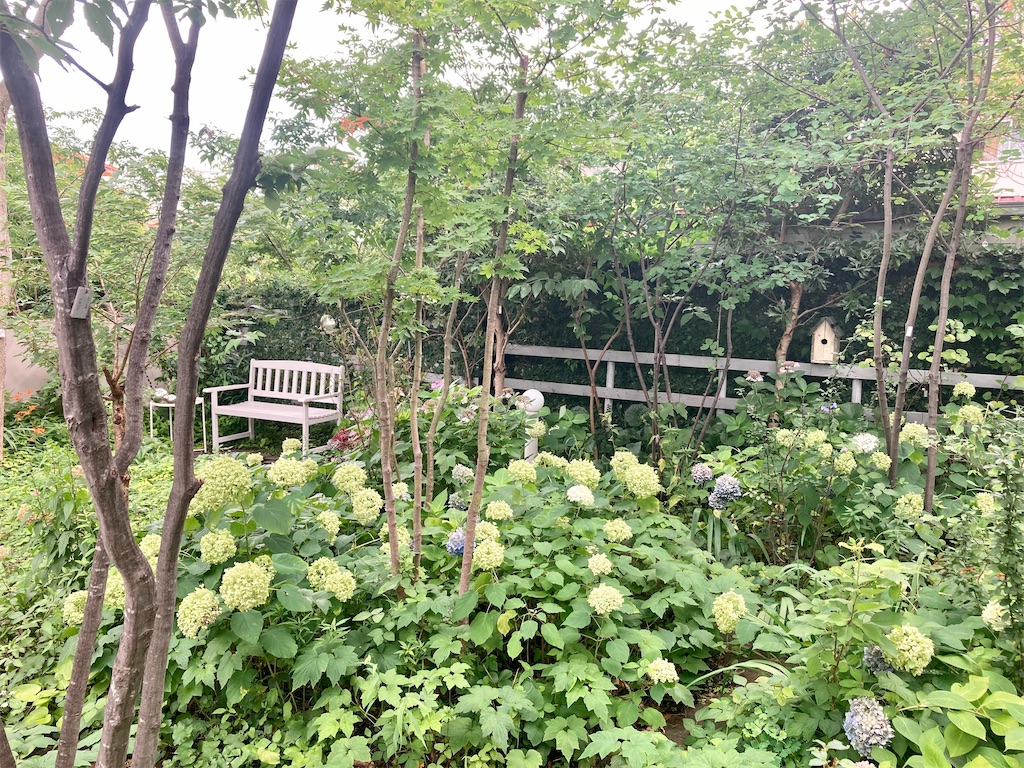 'colorless’ garden + α - Hamori’s blog