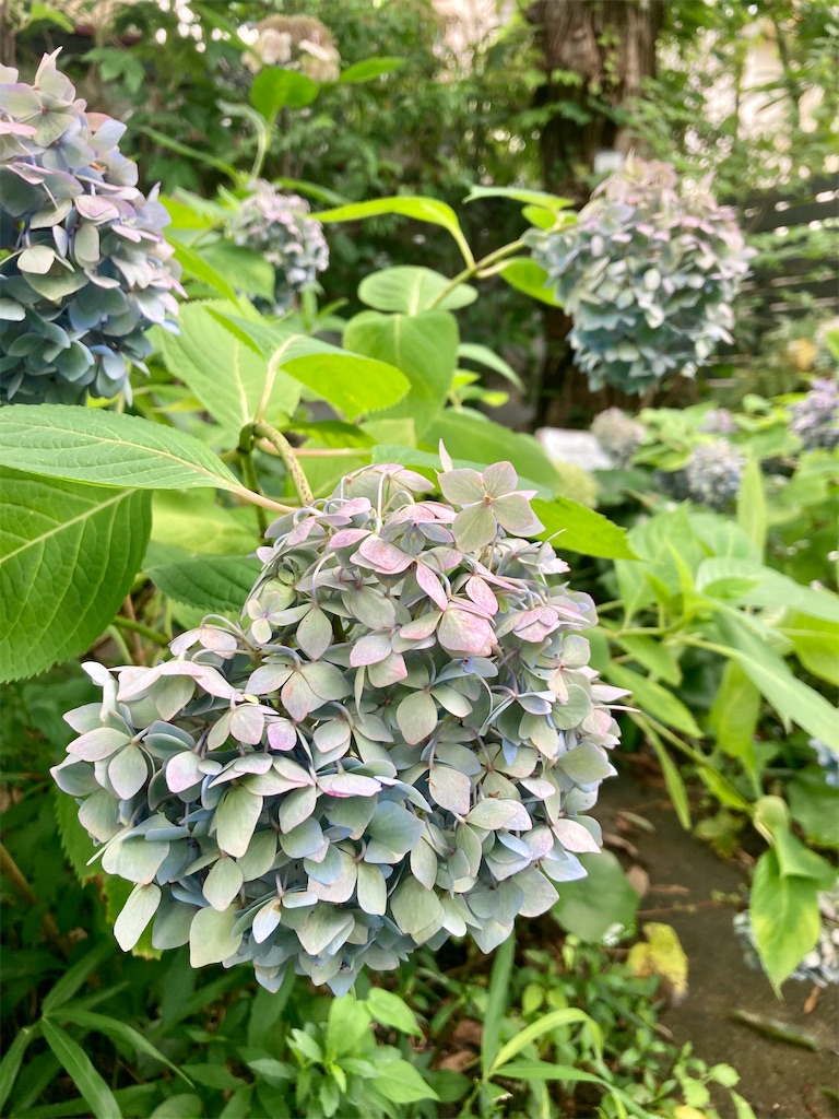 'colorless’ garden + α - Hamori’s blog